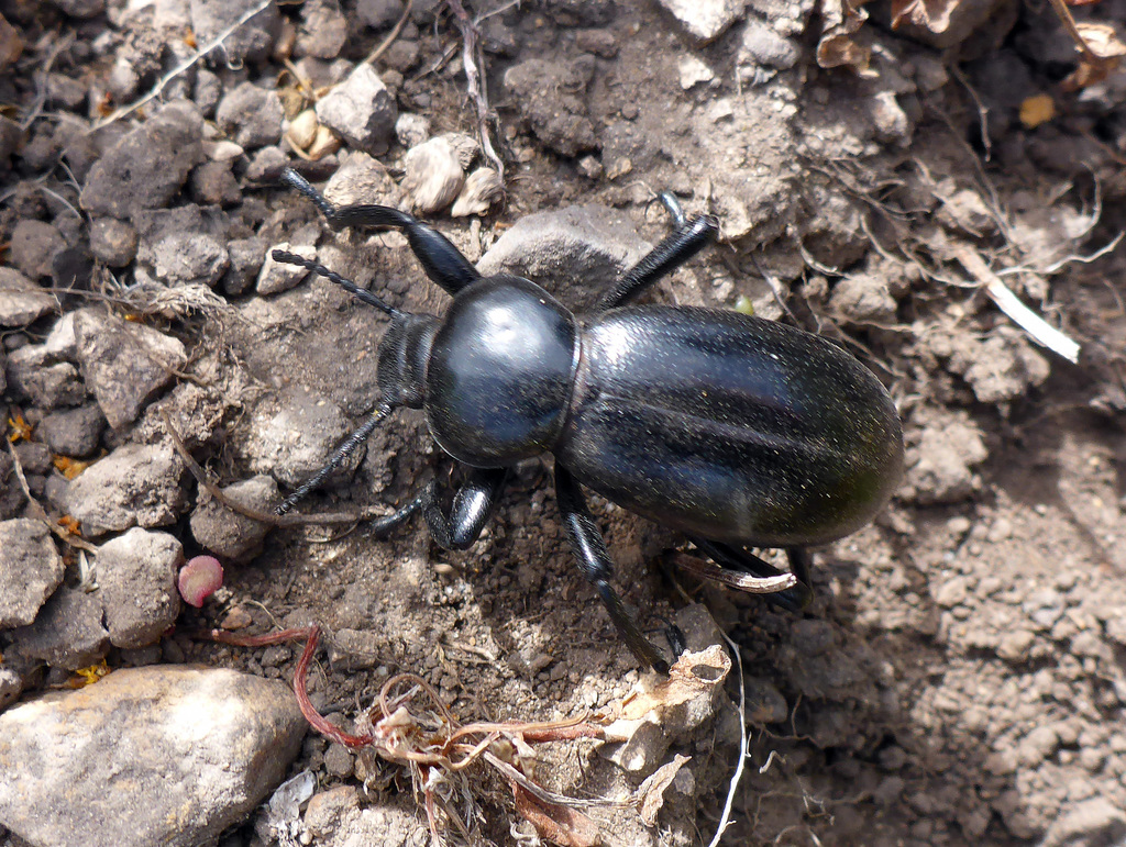 Eleodes grandicollis from Abbott's Lagoon on May 15, 2016 by Henry ...
