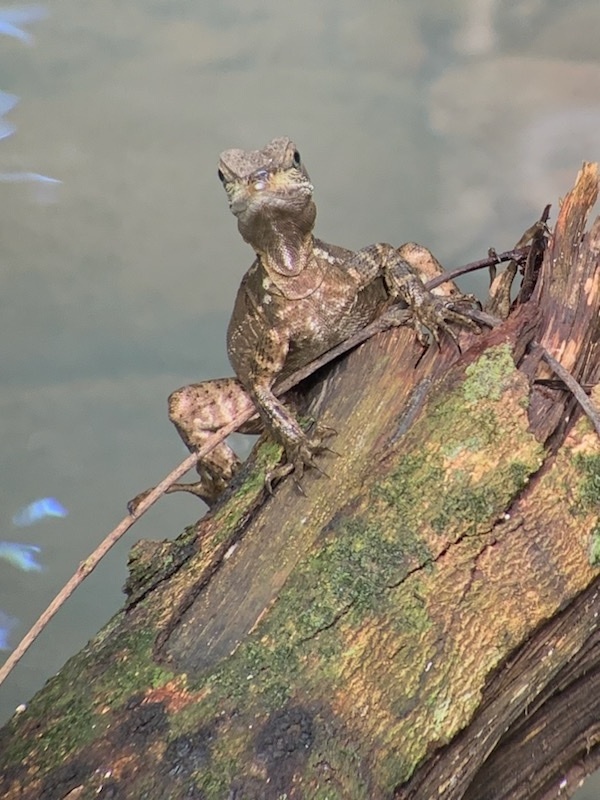 Common Basilisk from Manuel Antonio National Park, Aguirre, Puntarenas ...