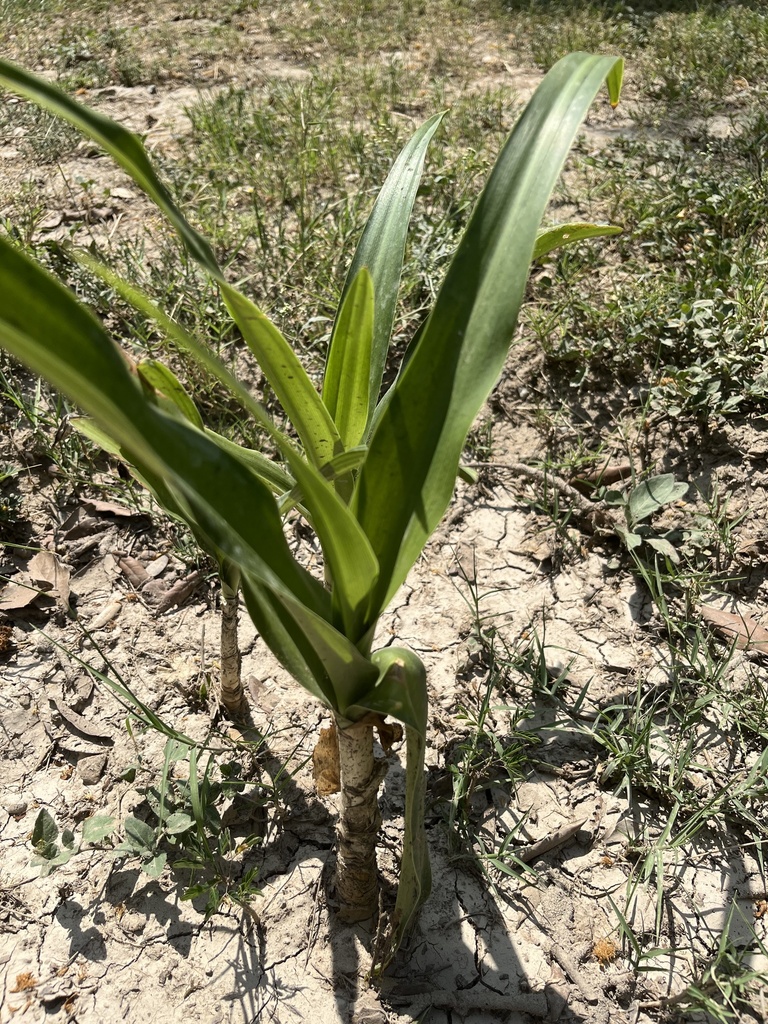 Eastern False Aloe from Calle Cataluña, San Nicolás de los Garza, N.L ...