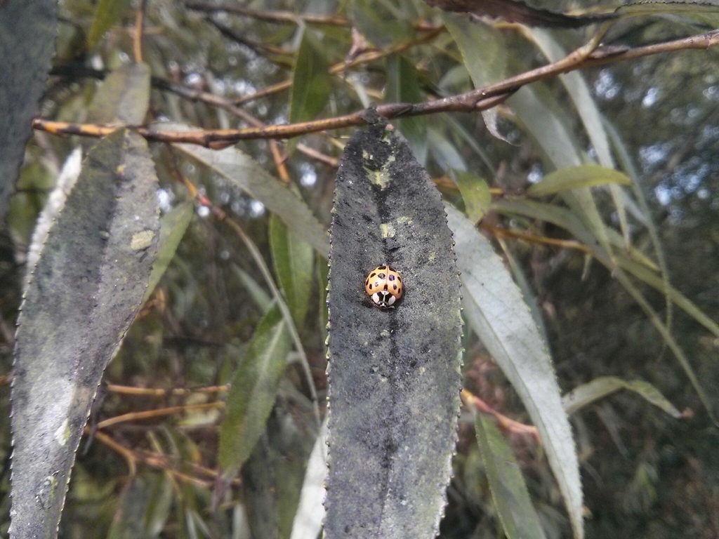 Asian Lady Beetle from New Zealand on April 9, 2016 at 12:04 PM by ...