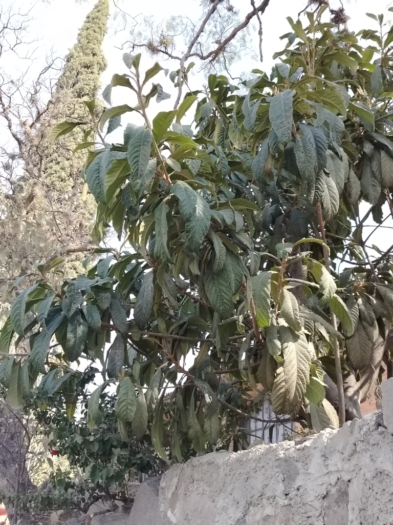 Loquat from Sin Nombre, Xocotlán, Méx., México on April 29, 2024 at 09: ...