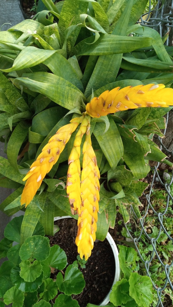 Goudaea ospinae from Medellín, Antioquia, Colombia on May 27, 2023 at ...