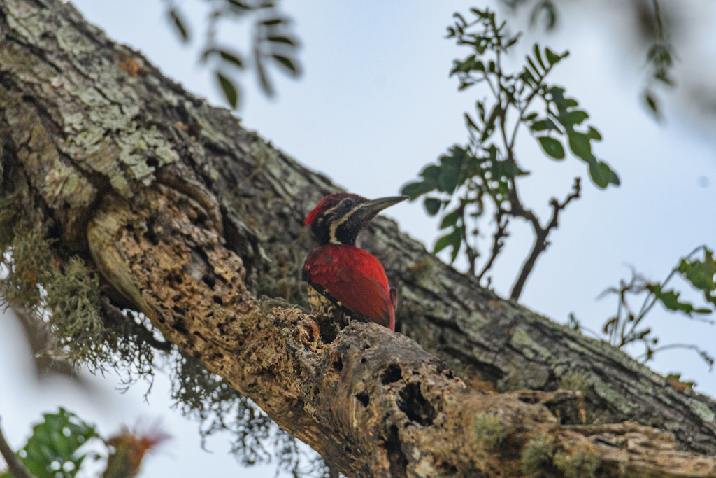 Red-backed Flameback from Hambantota, Sri Lanka on April 25, 2024 at 05 ...