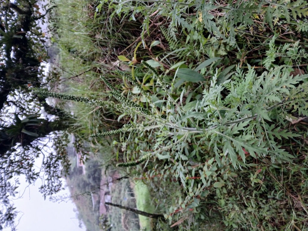 Peruvian Ragweed from San Cristóbal, Medellín, Antioquia, Colombia on ...