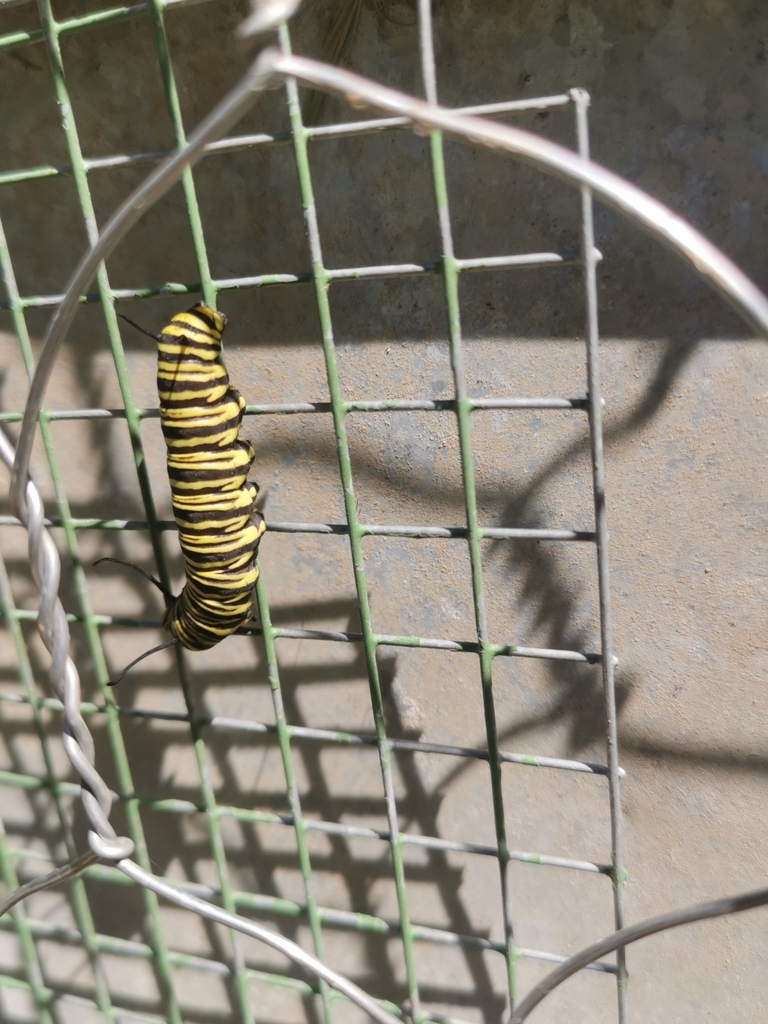 Southern Monarch from Quillacollo, BO-CB, BO on April 29, 2024 at 11:41 ...