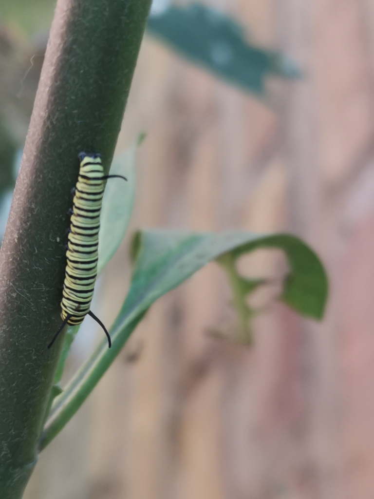 Southern Monarch from Quillacollo, BO-CB, BO on April 29, 2024 at 11:42 ...