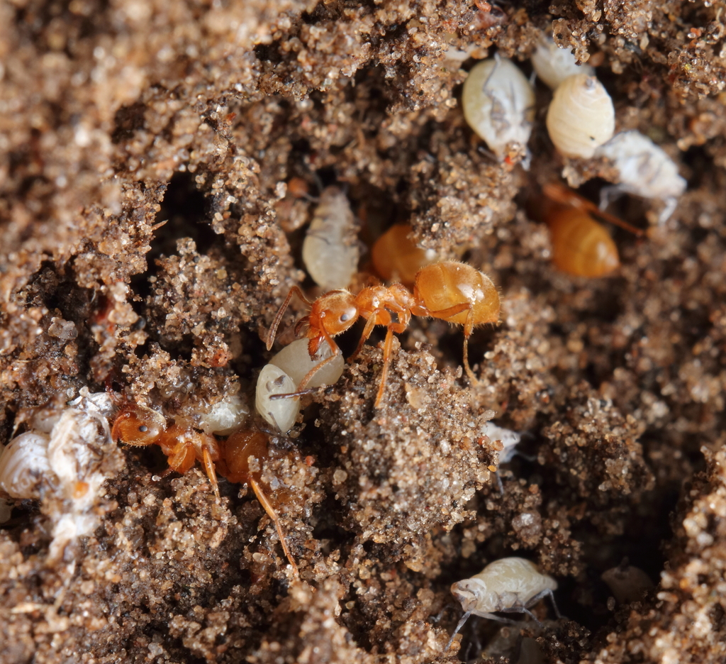 Chthonolasius from East Gwillimbury, ON, Canada on April 28, 2024 at 01:54 PM by Matthew Ireland ...