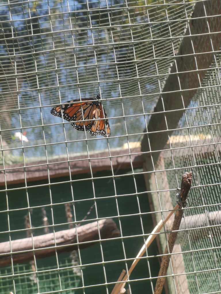 Southern Monarch from Quillacollo, BO-CB, BO on April 29, 2024 at 11:48 ...