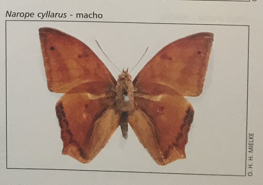Narope cyllarus (Lepidópteros (borboletas e mariposas) ameaçados ...