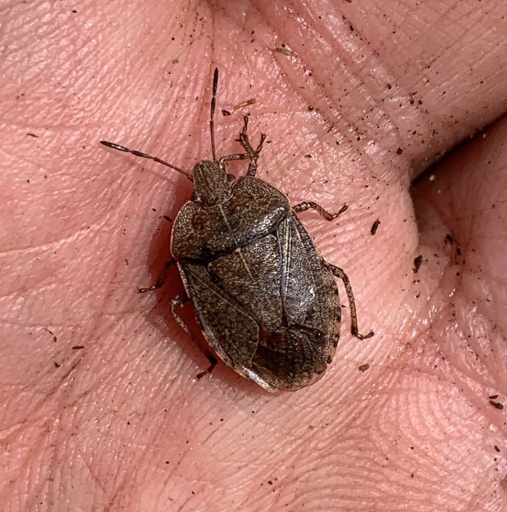 Elf Shoe Stink Bug from Erie, PA, US on April 29, 2024 at 02:03 PM by ...