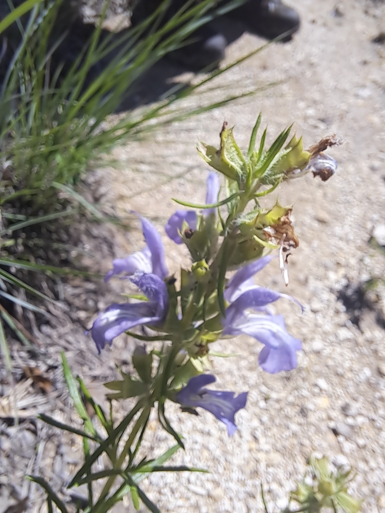 Engelmann's sage from Glen Rose, TX 76043, USA on April 29, 2024 at 11: ...