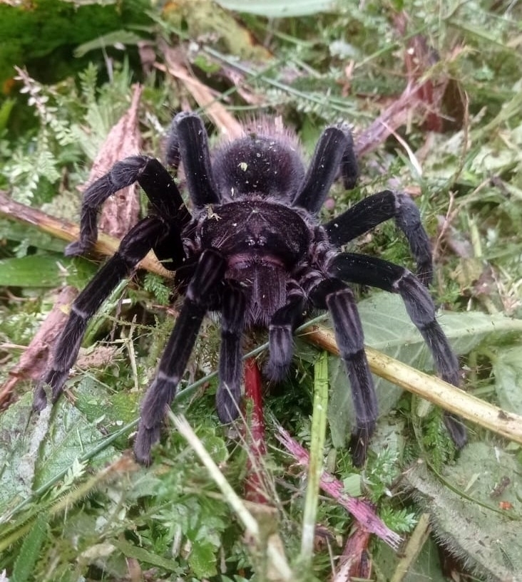 Pamphobeteus from Archidona, EC-NA, EC on April 29, 2024 at 05:55 PM by ...