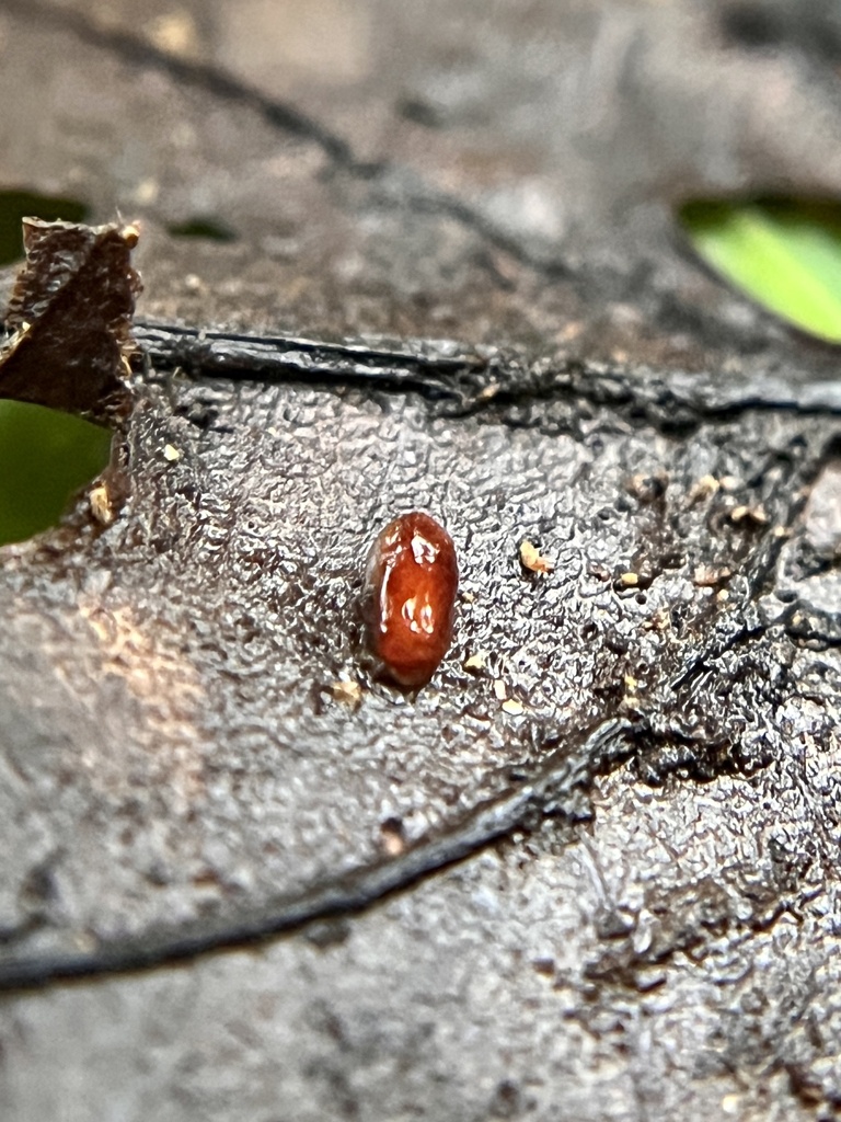 Insects from El Yunque National Forest, Luquillo, Puerto Rico, US on ...