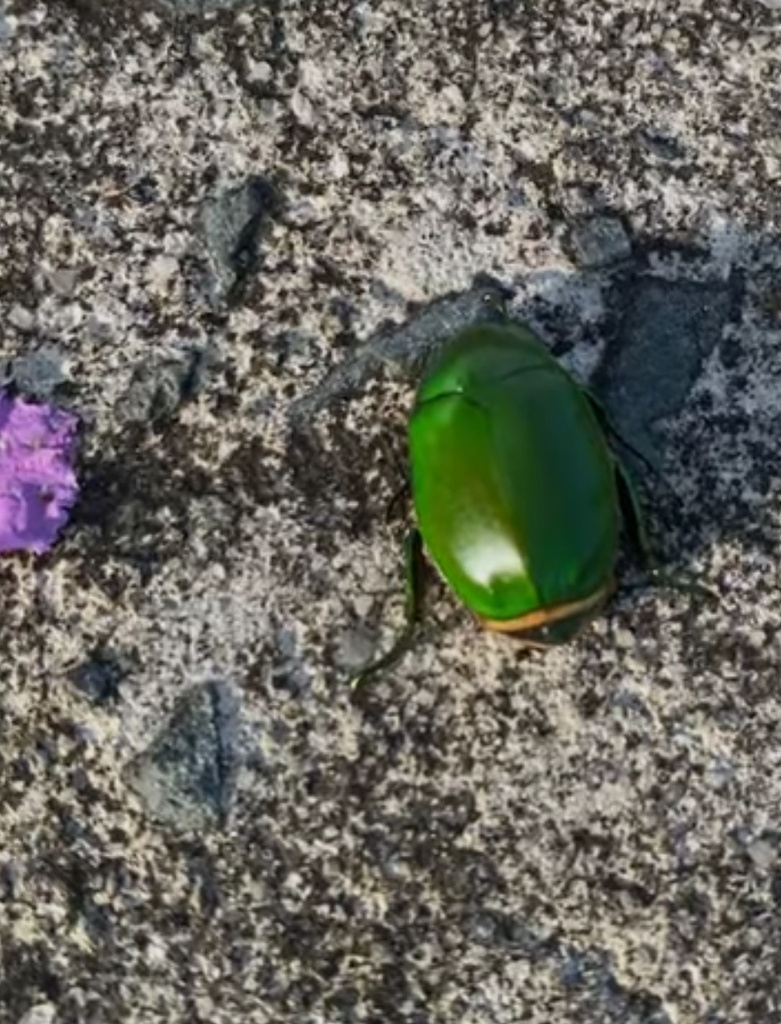 Scarabs from Flower St, Cudahy, CA, US on April 26, 2024 at 01:07 PM by ...