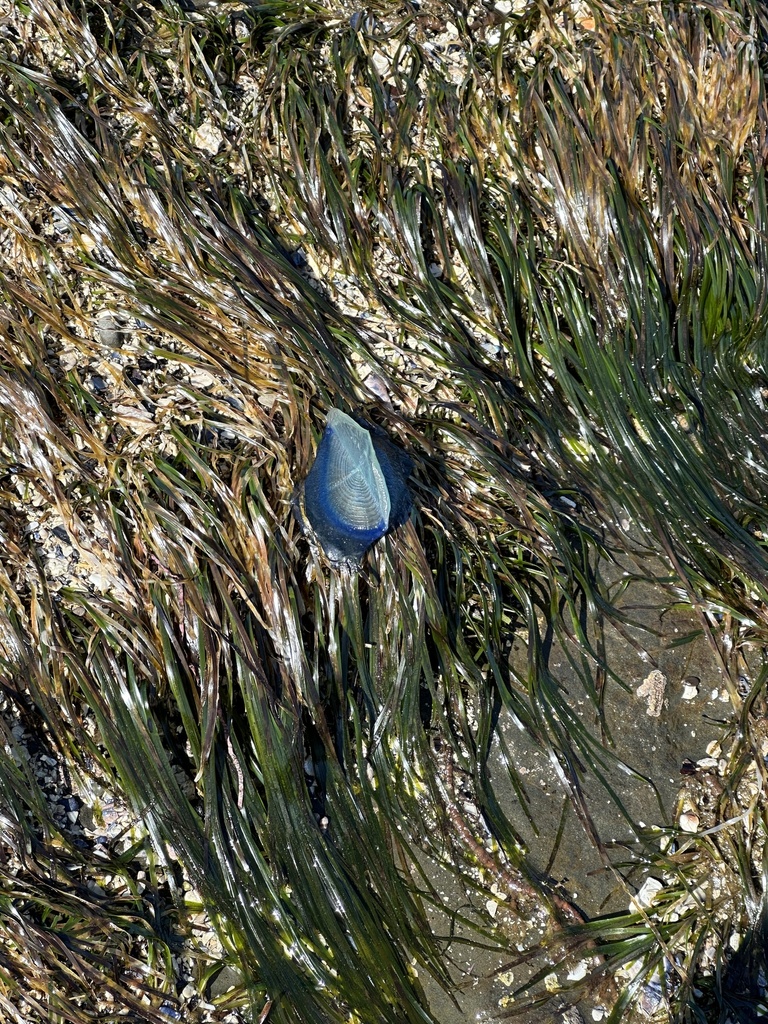 By-the-wind Sailor from North Pacific Ocean, CA, US on April 29, 2024 ...