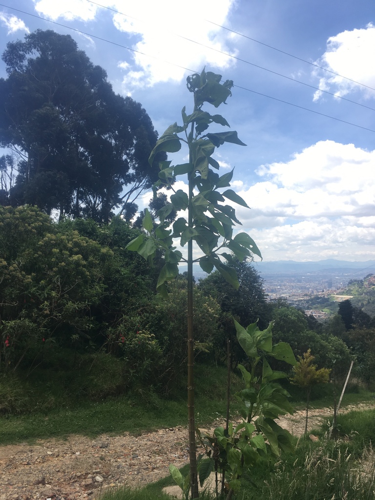 Smallanthus pyramidalis from Calle 30S 17De-1–17De-49, Bogotá, DC, CO ...
