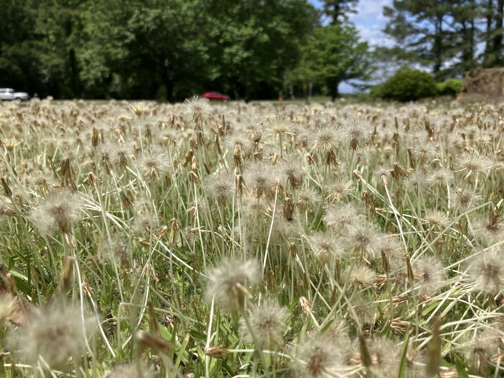 Chevreul's sharp lawn-weed in April 2024 by Sharon Watson · iNaturalist