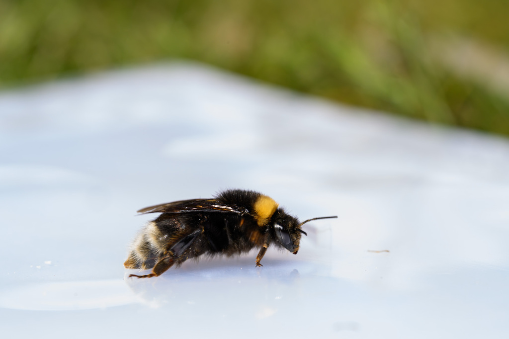 Western Bumble Bee from Strathcona, BC, Canada on April 22, 2024 at 02: ...
