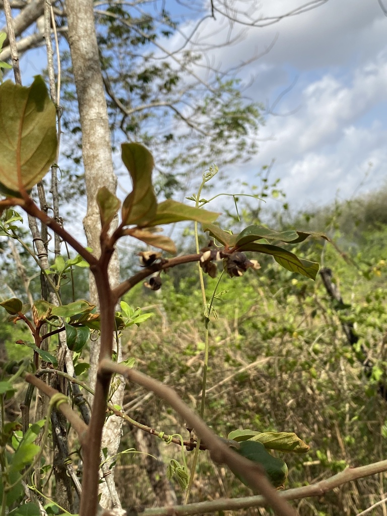 Coffee Colubrina from Tizimin, Tizimín, Yuc., MX on April 28, 2024 at ...