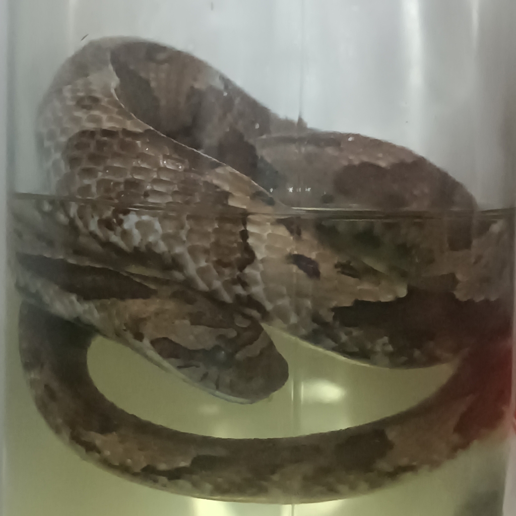 Wagler's Snake from HR8M+QJ5, Cochabamba, Bolivia on April 29, 2024 at ...