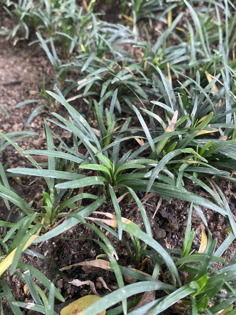 Dwarf Lily-turf from 香港城市大學, 九龍塘, 九龍, HK on April 29, 2024 at 12:41 PM ...