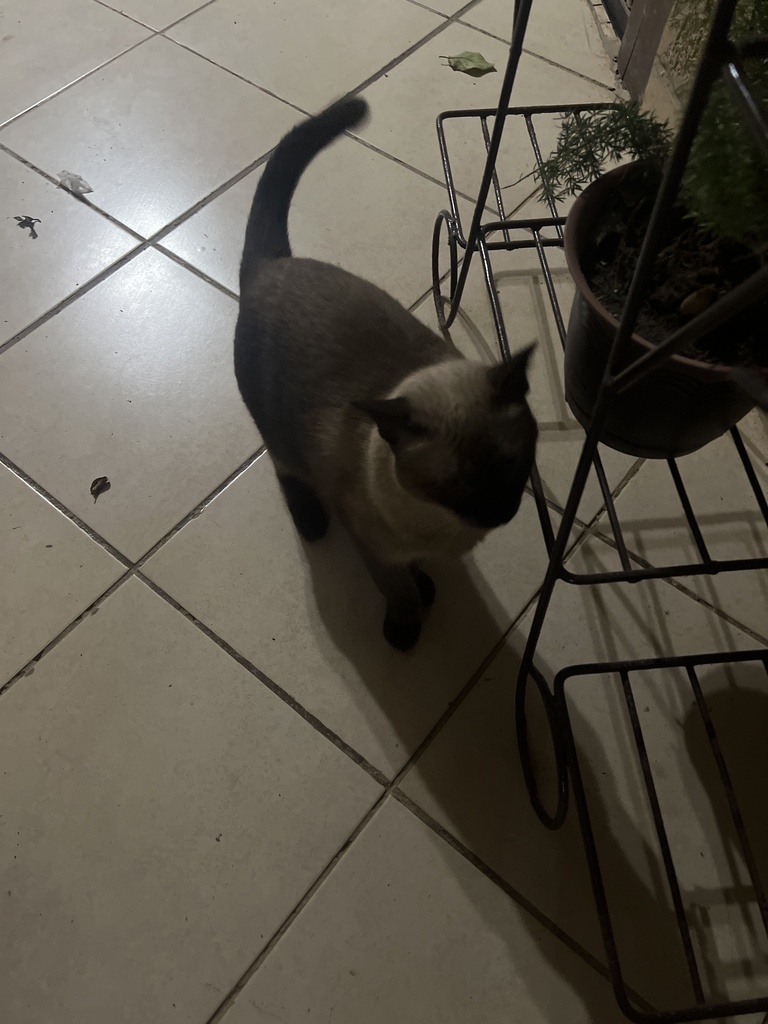 Domestic Cat from Calle Canal Guapomo, Trinidad, Departamento del Beni ...