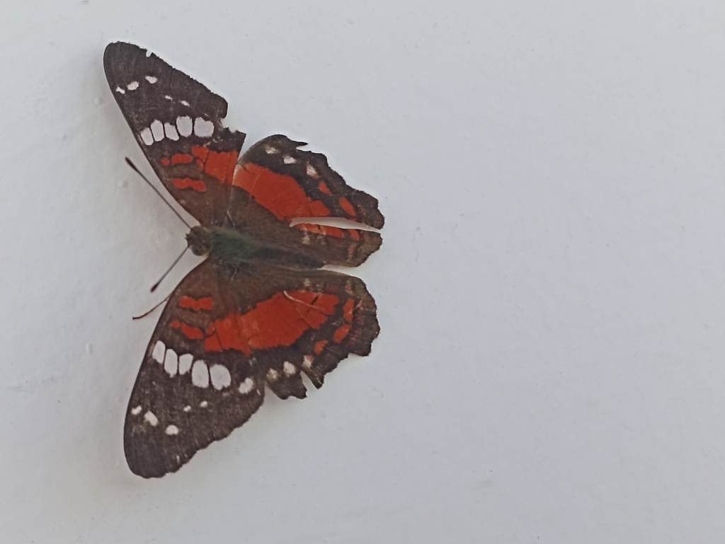 Red Peacock from El Cairo, Valle del Cauca, Colombia on April 29, 2024 ...