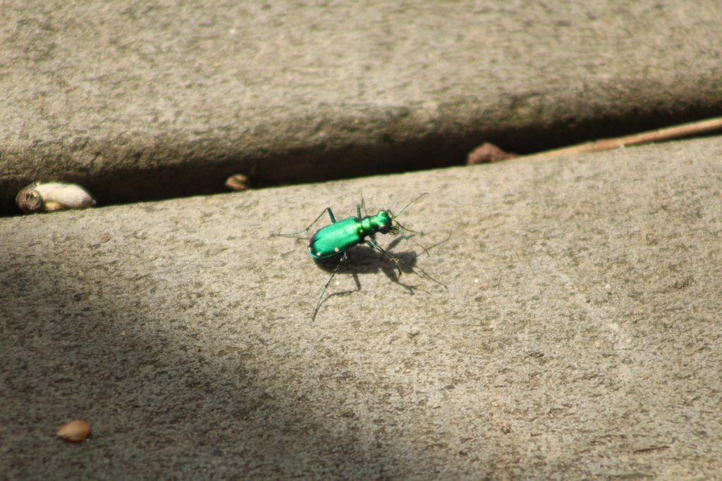 Six-spotted Tiger Beetle from Liberty Park, Twinsburg, OH, US on April ...