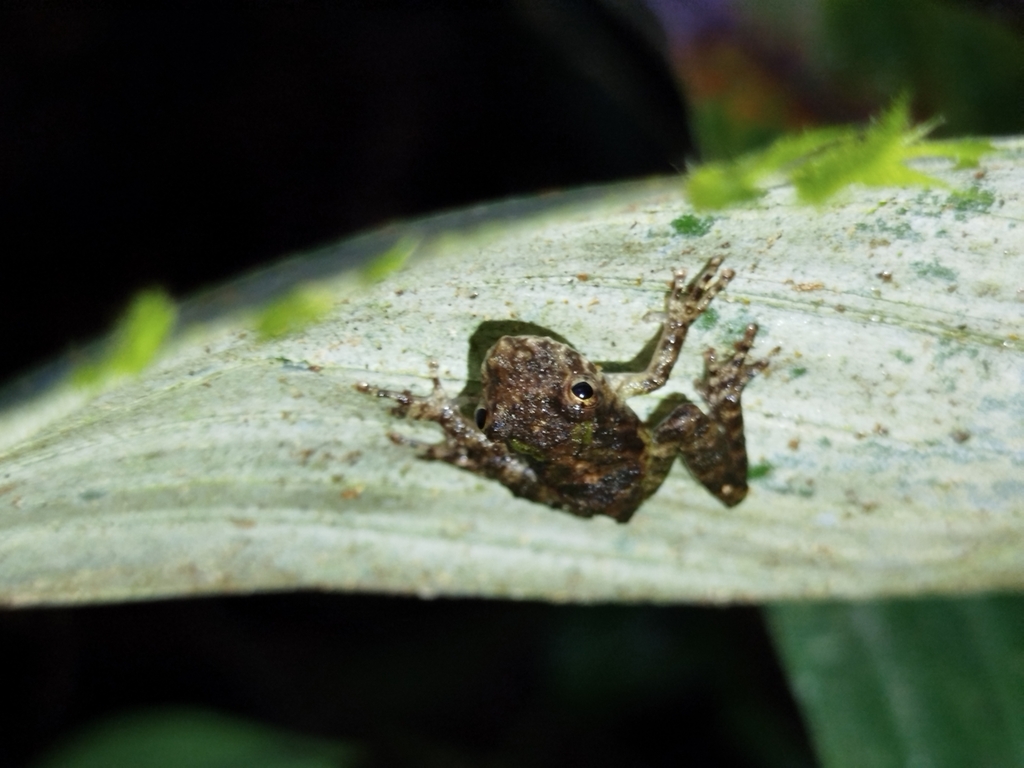 Snouted Tree Frogs from 17000, Perú on April 29, 2024 by Ivette Quispe ...