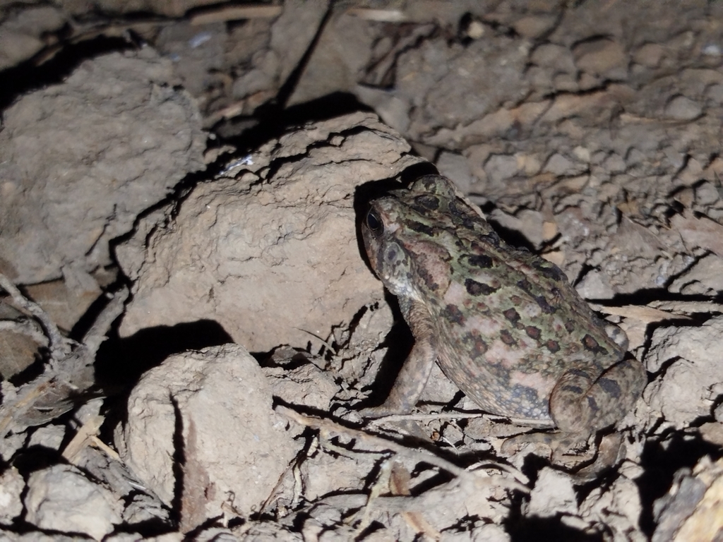 Beaked Toads from 17000, Perú on April 28, 2024 by Ivette Quispe Torres ...