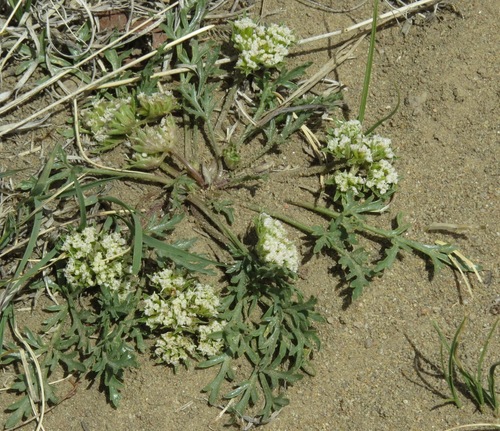 Variedad Cymopterus acaulis acaulis · iNaturalist Mexico