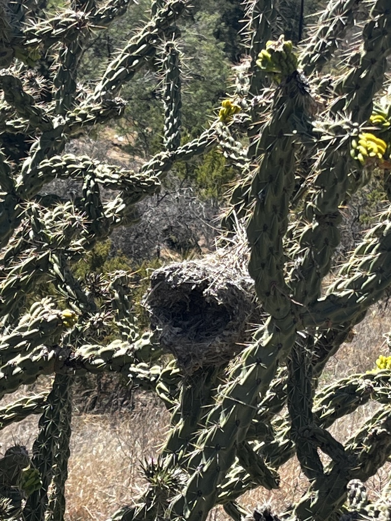Cactus Wren from Big Bend National Park, Alpine, TX, US on April 28 ...