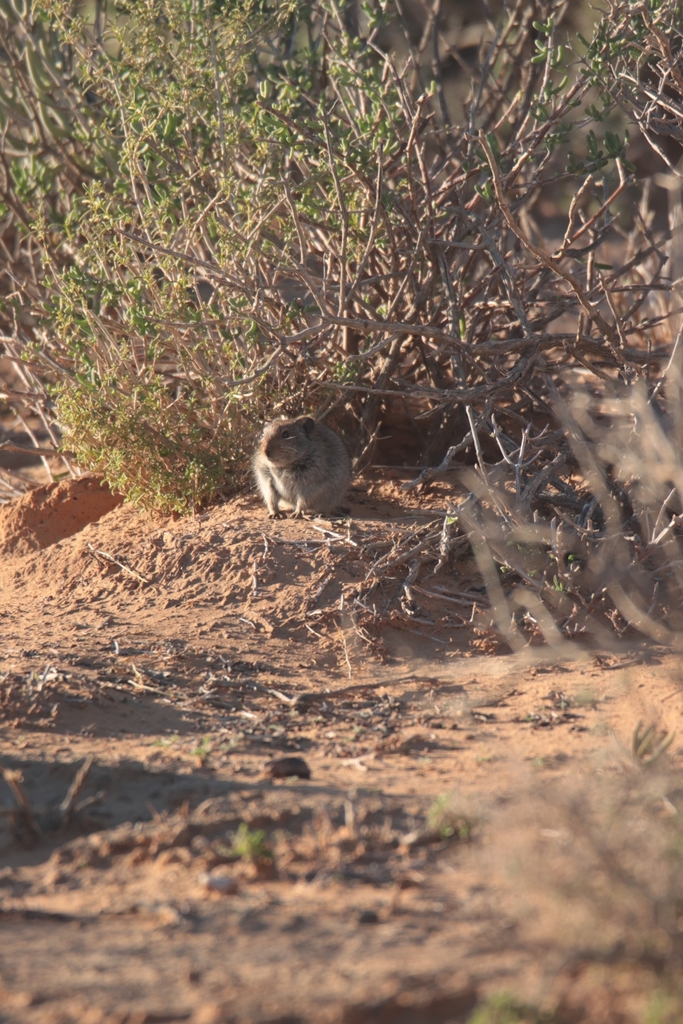 Karoo Vlei Rat from Namaqualand, South Africa on April 29, 2024 at 08: ...