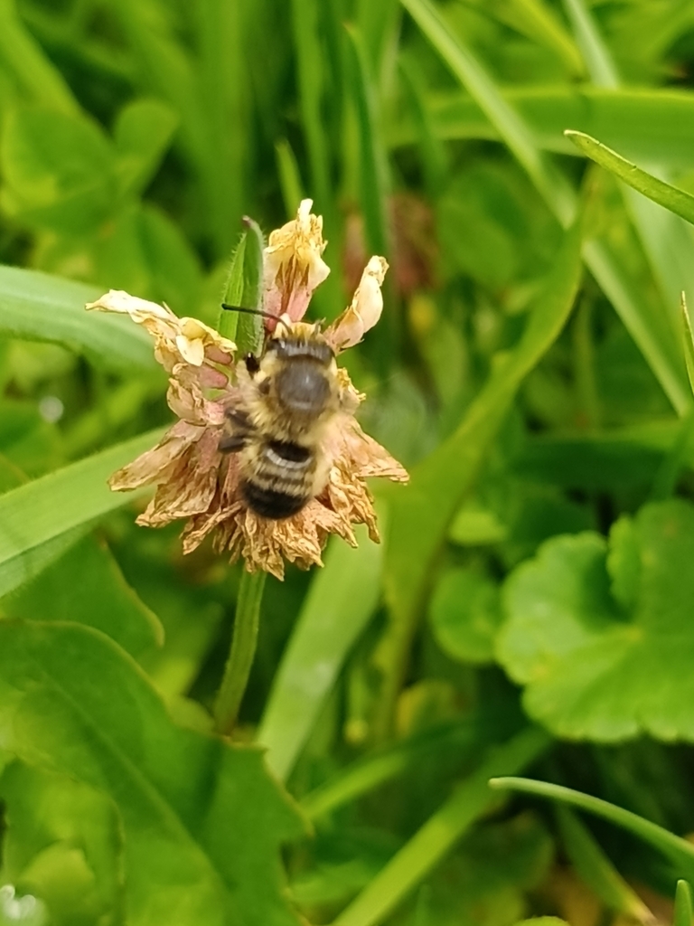 Bees from MF82+FR2, Quito 170132, Ecuador on April 28, 2024 at 10:38 AM ...