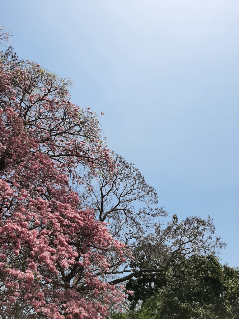 Pink poui from Tuxpan, 92830, Tuxpan, 92830 Túxpam de Rodríguez Cano ...