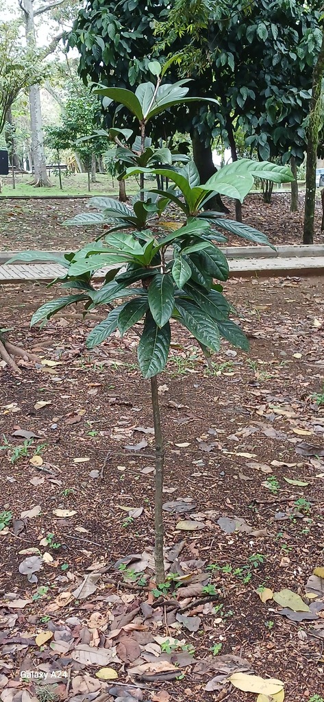 Aniba robusta from Aranjuez, Medellín, Aranjuez, Medellín, Antioquia, Colombia on April 29, 2024 ...