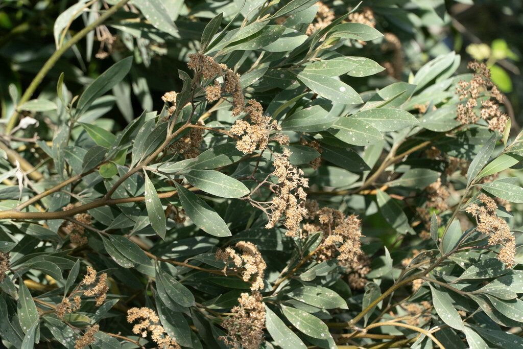 Tessaria integrifolia from Ñuflo de Chávez, Bolivia on April 28, 2024 ...