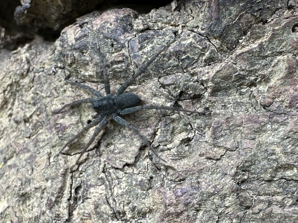 Stone Spider from Floyds Fork, Louisville, KY, US on April 29, 2024 at ...