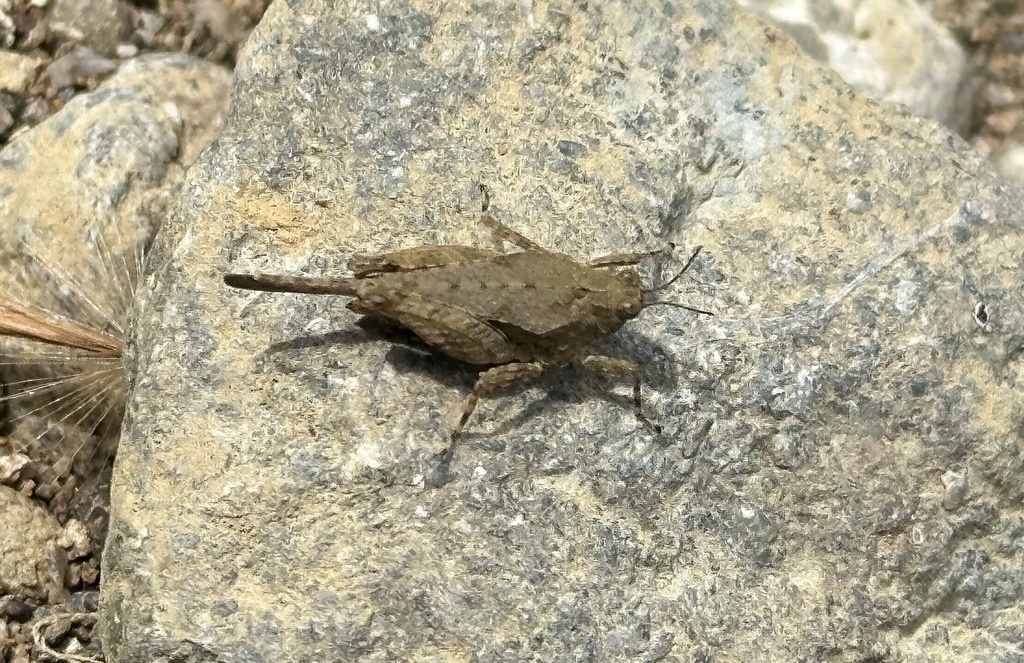 Hooded Grouse Locust from Floyds Fork, Louisville, KY, US on April 29 ...