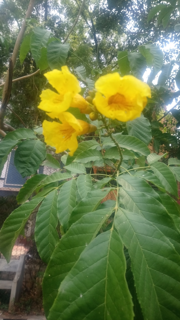 Siala from Ranga Reddy, IN-TG, IN on April 30, 2024 at 10:45 AM by E ...