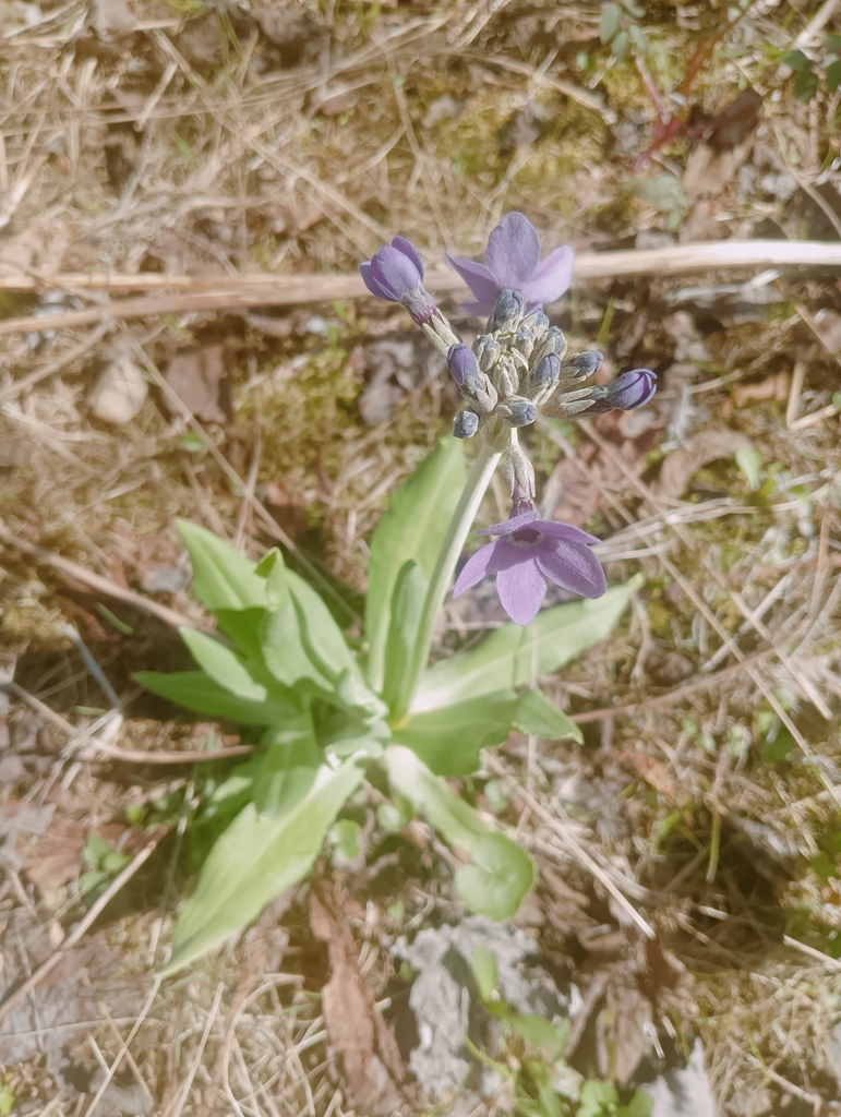 Primula chionantha from Первомайский, Новгородская обл., Россия, 174370 ...