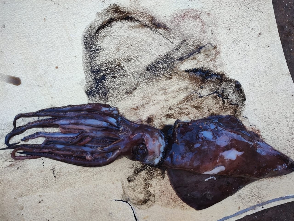 Sharpear Enope Squid from Loreto, B.C.S., México on April 26, 2024 at ...