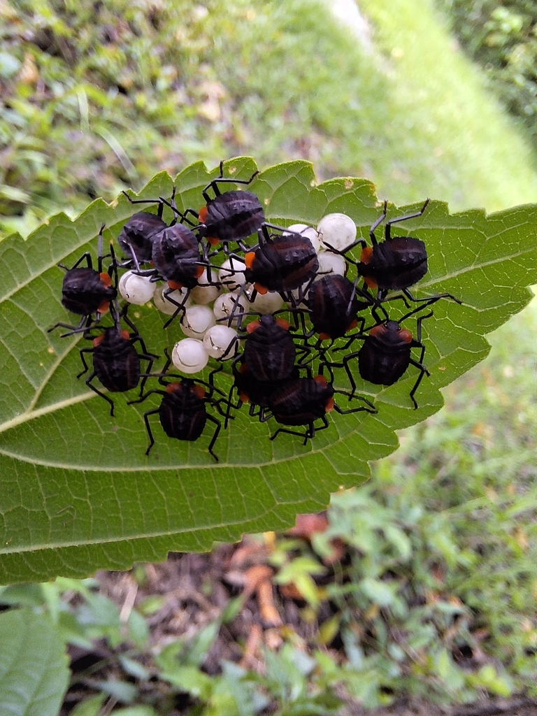 Lychee Stink Bug from 243台灣新北市泰山區義仁里 on April 30, 2024 at 02:04 PM by ...