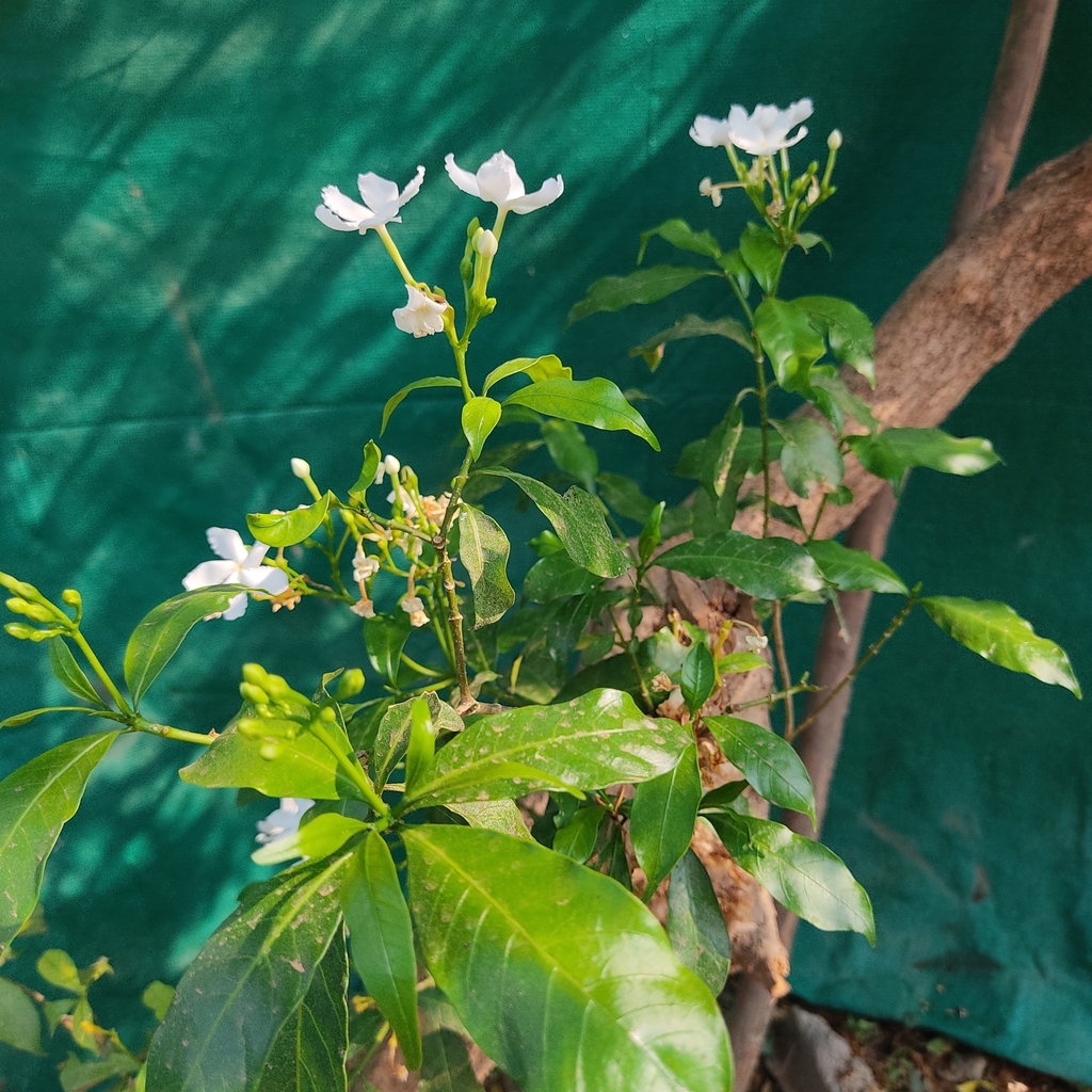 Tabernaemontana from Old Sarapaka, Sarapaka, Kolanugudem, Telangana ...