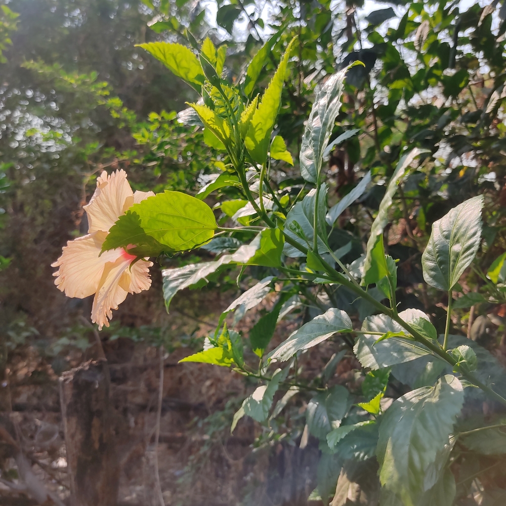 Chinese hibiscus from Old Sarapaka, Sarapaka, Kolanugudem, Telangana ...