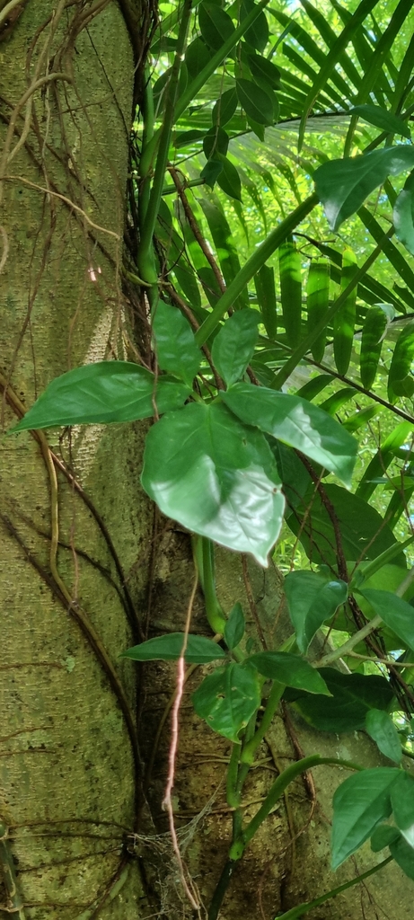 Arrow-head Vines by Leo I · iNaturalist