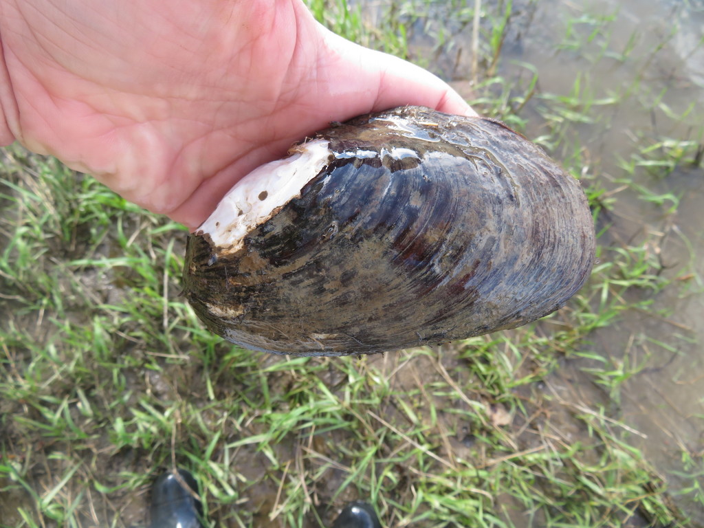 Three-ridge Mussel from Oil City, PA 16301, USA on April 30, 2019 at 04 ...