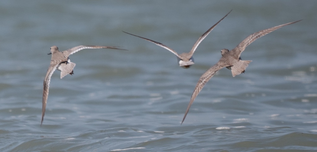 Sandpipers and Allies in April 2024 by scott_phares · iNaturalist