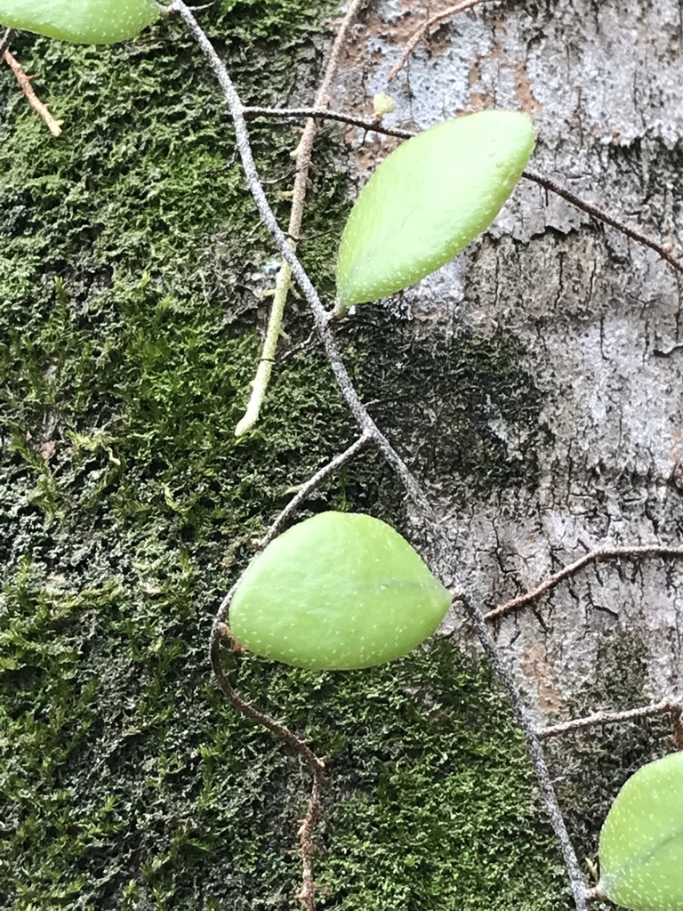 Tongue-fern from Mindanao, Tagum City, Davao Del Norte, PH on April 29 ...