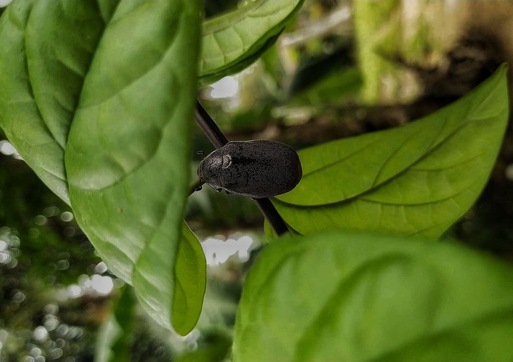 Water, Rove, Scarab, Long-horned, Leaf, and Snout Beetles from CRFJ+F6C ...